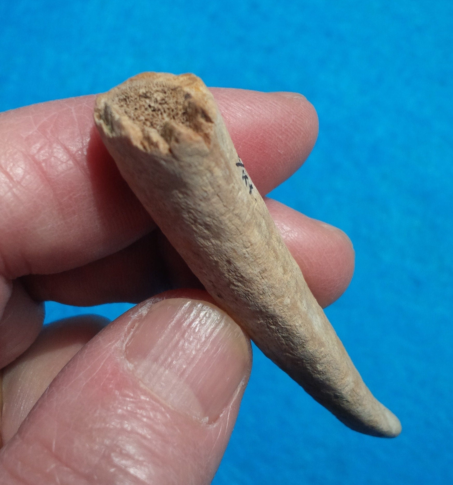 INDIAN BONE AWL 3-1/4" Ancient Bone Awl From a Kentucky Arrowhead Site ...