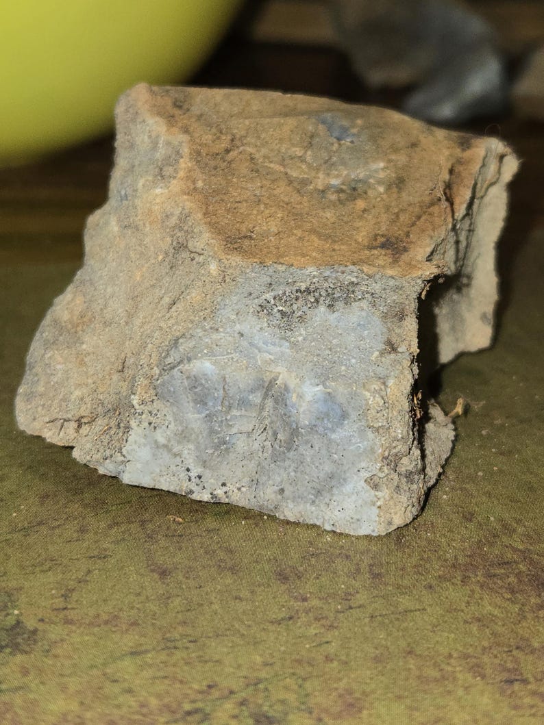 Seabed Fossil - Etsy