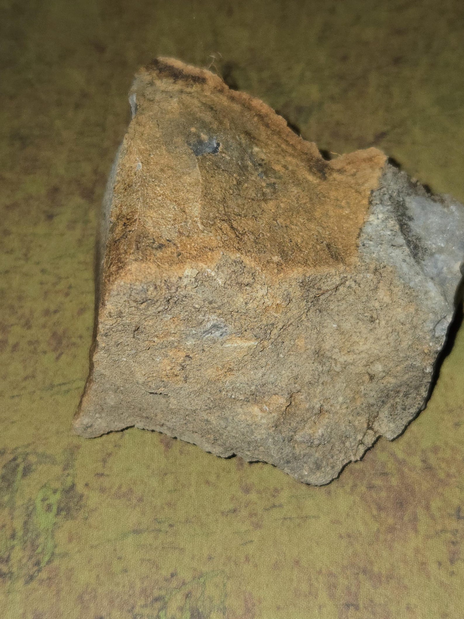 Seabed Fossil - Etsy