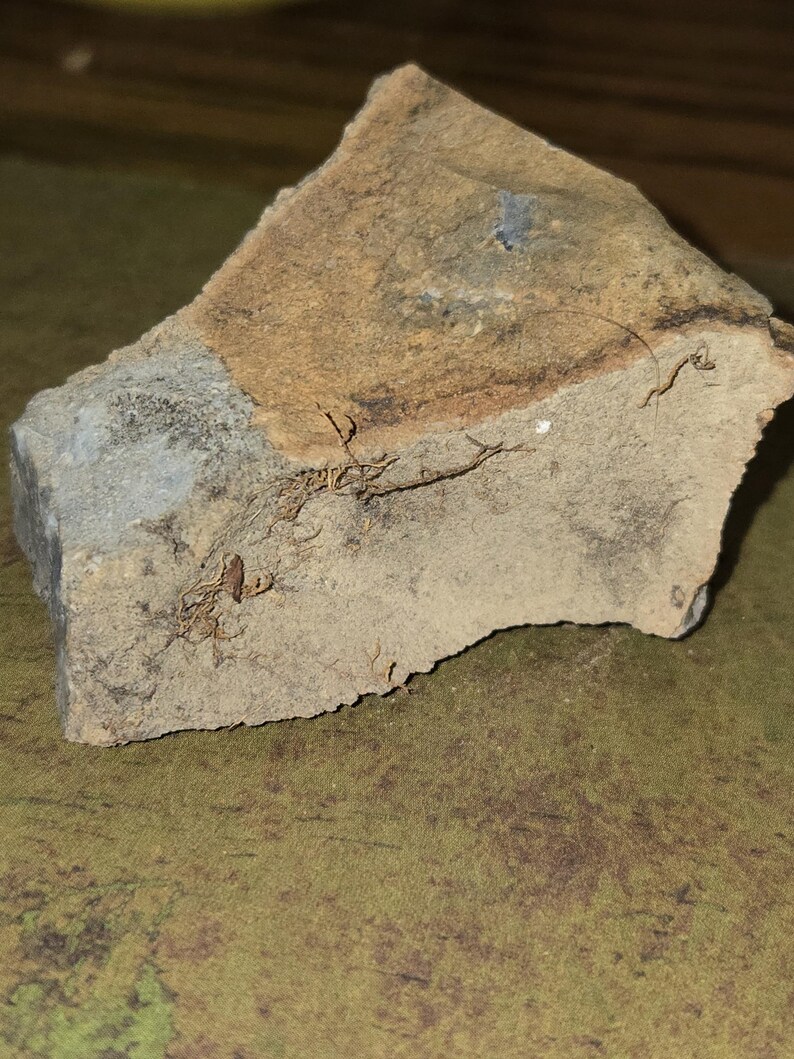 Seabed Fossil - Etsy