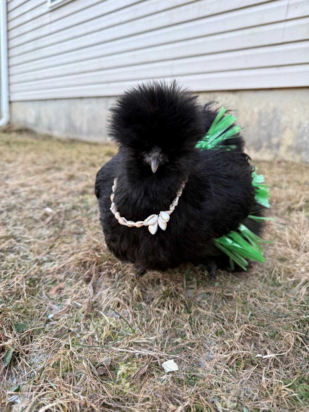 Hawaiian Costume for Chickens - Etsy
