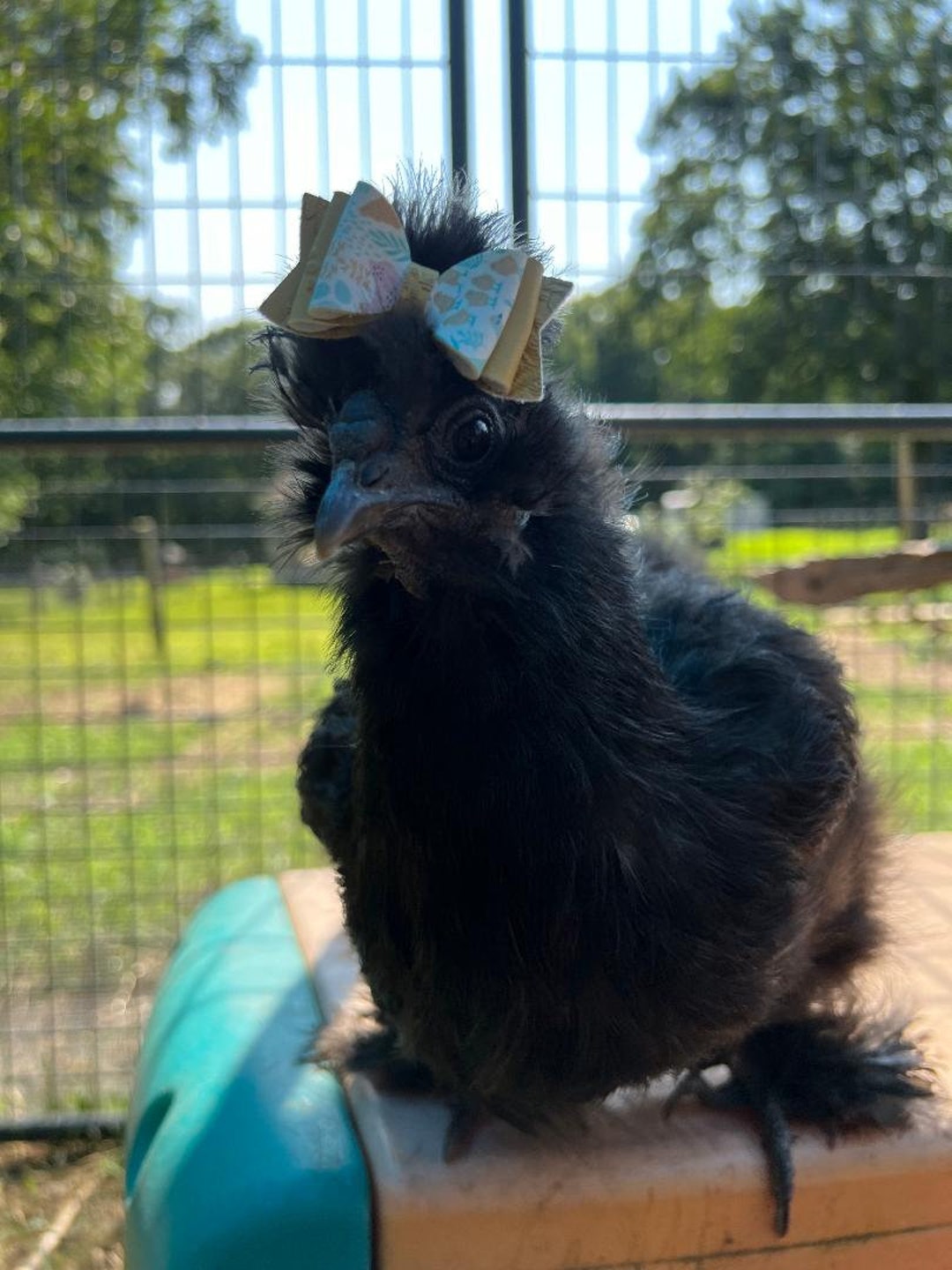 Mini Size Silkie Chicken Hair Bows - Etsy