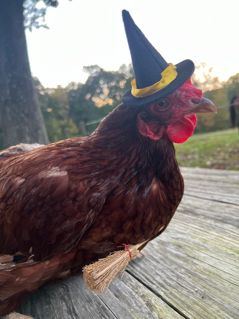 Witch Costume for Chickens & Ducks - Etsy