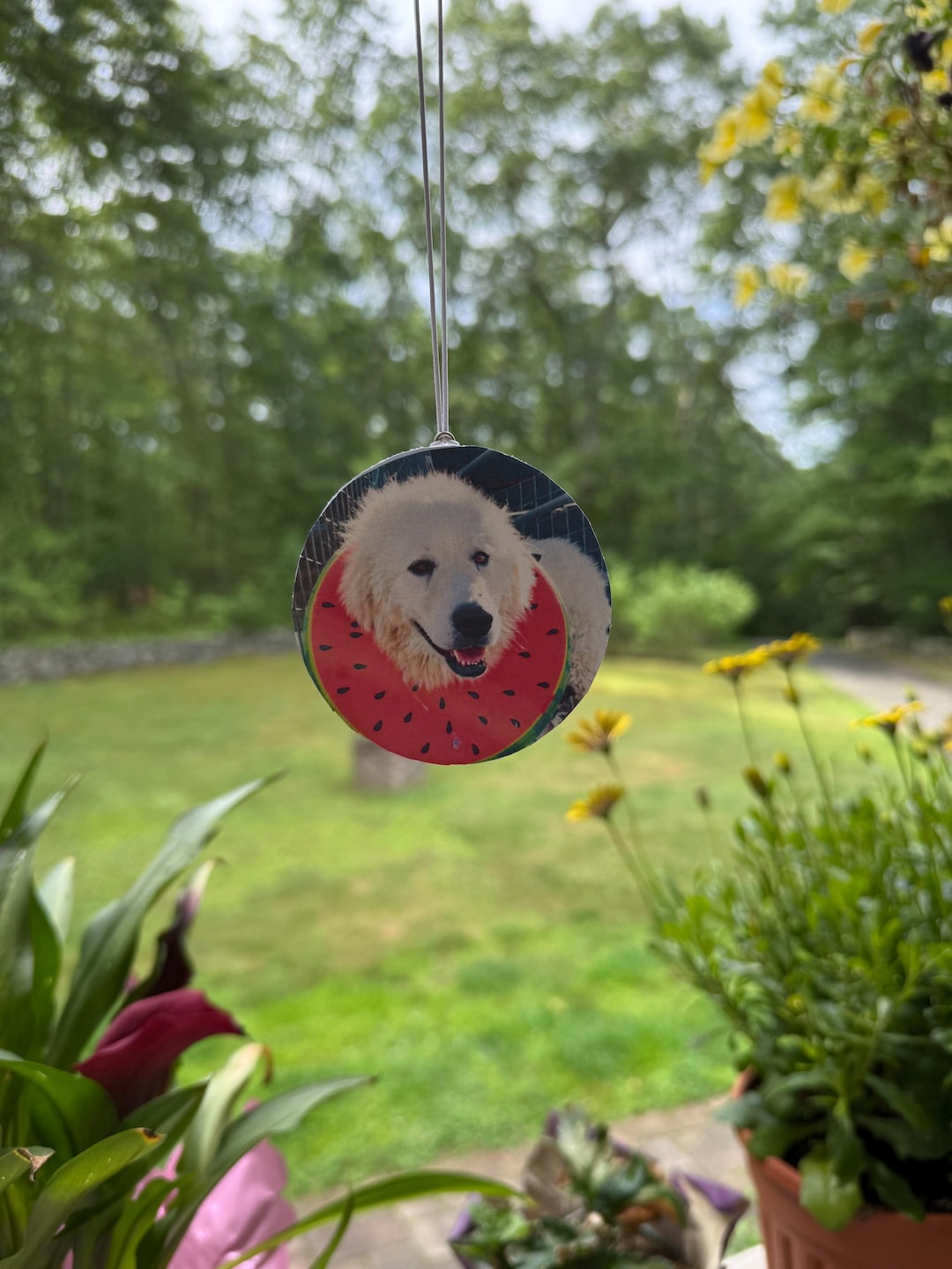 Quest Freshies- Funky Chicken Rescue **all Proceeds Go Directly to ...