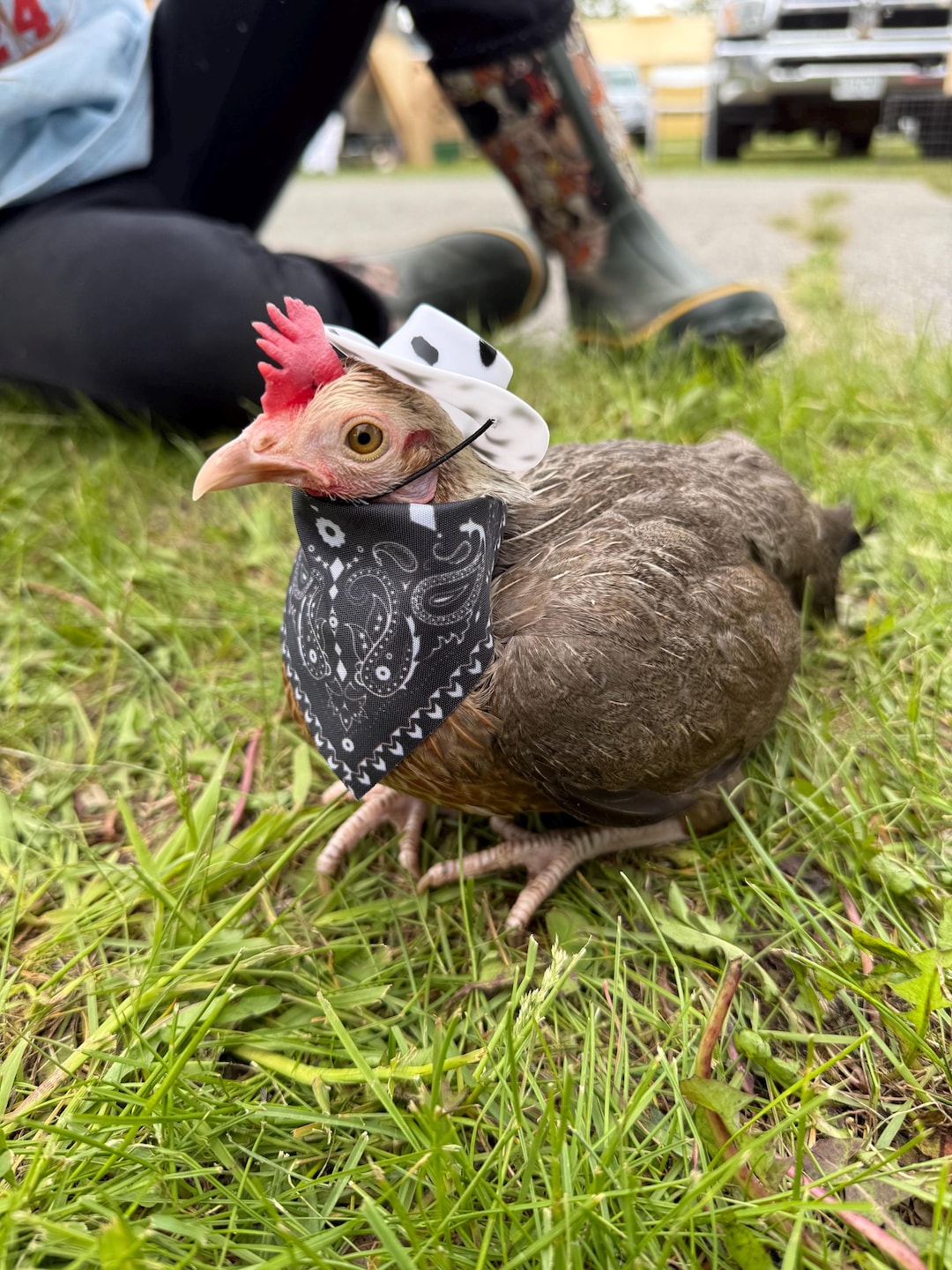 Cowboy Costume for Chickens & Ducks - Etsy