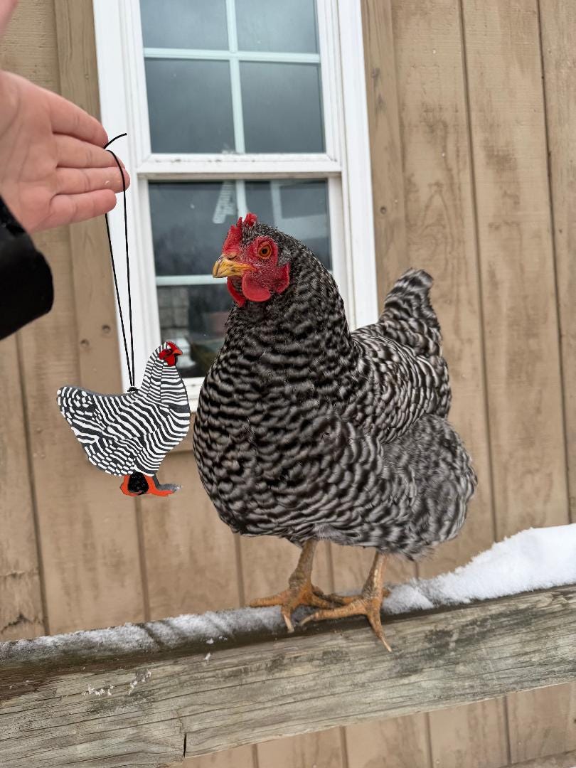 Barred Rock Chicken Freshie - Etsy