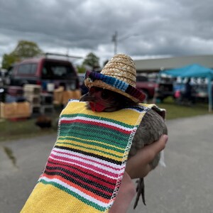 Fiesta Costume for Chickens & Ducks - Etsy