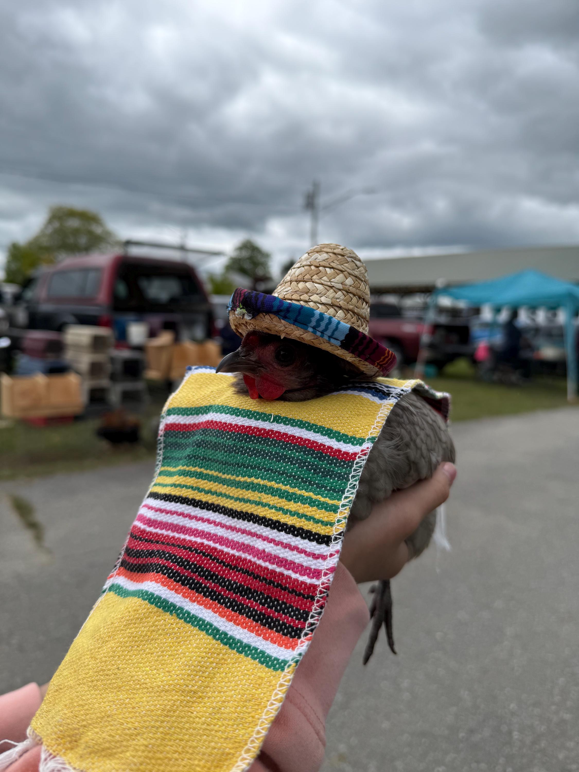 Fiesta Costume for Chickens & Ducks - Etsy