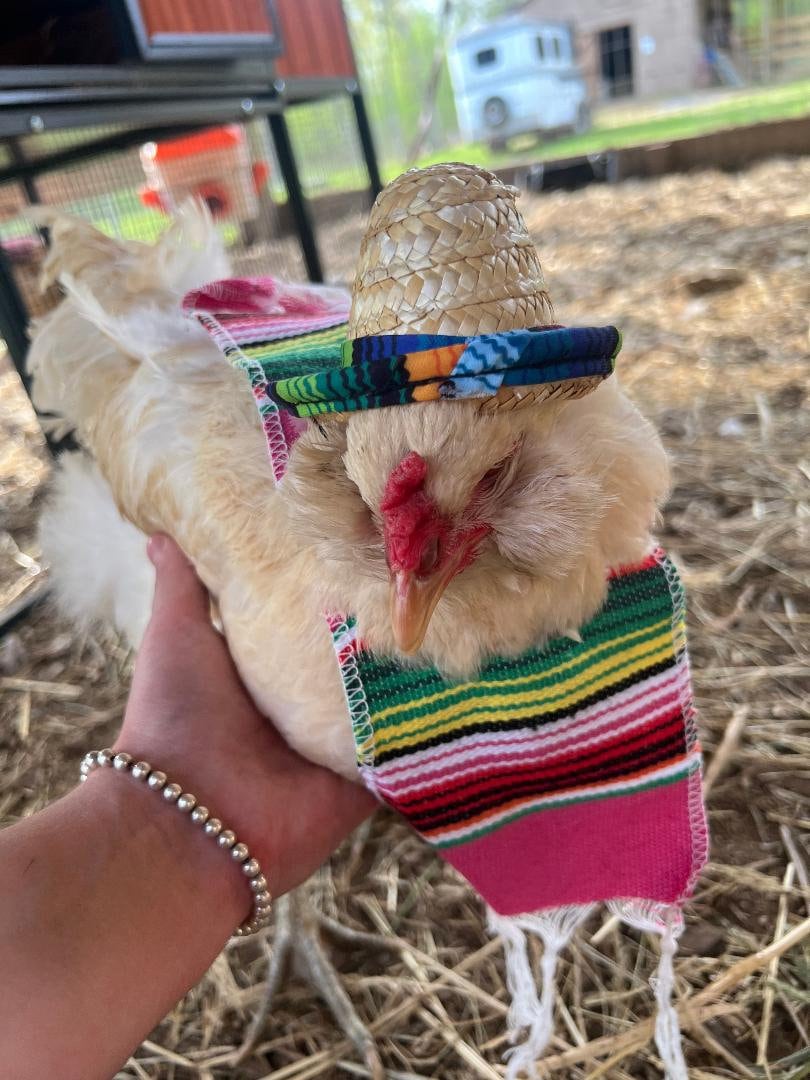 Fiesta Costume for Chickens & Ducks - Etsy