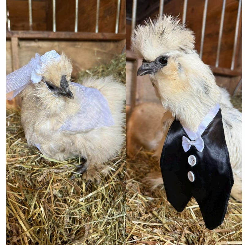 Chicken Suit Costume - Etsy