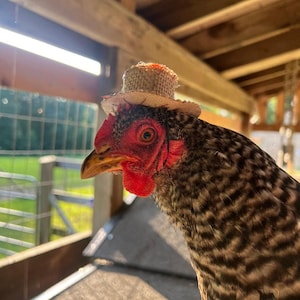 Scarecrow Costume for Chickens - Etsy