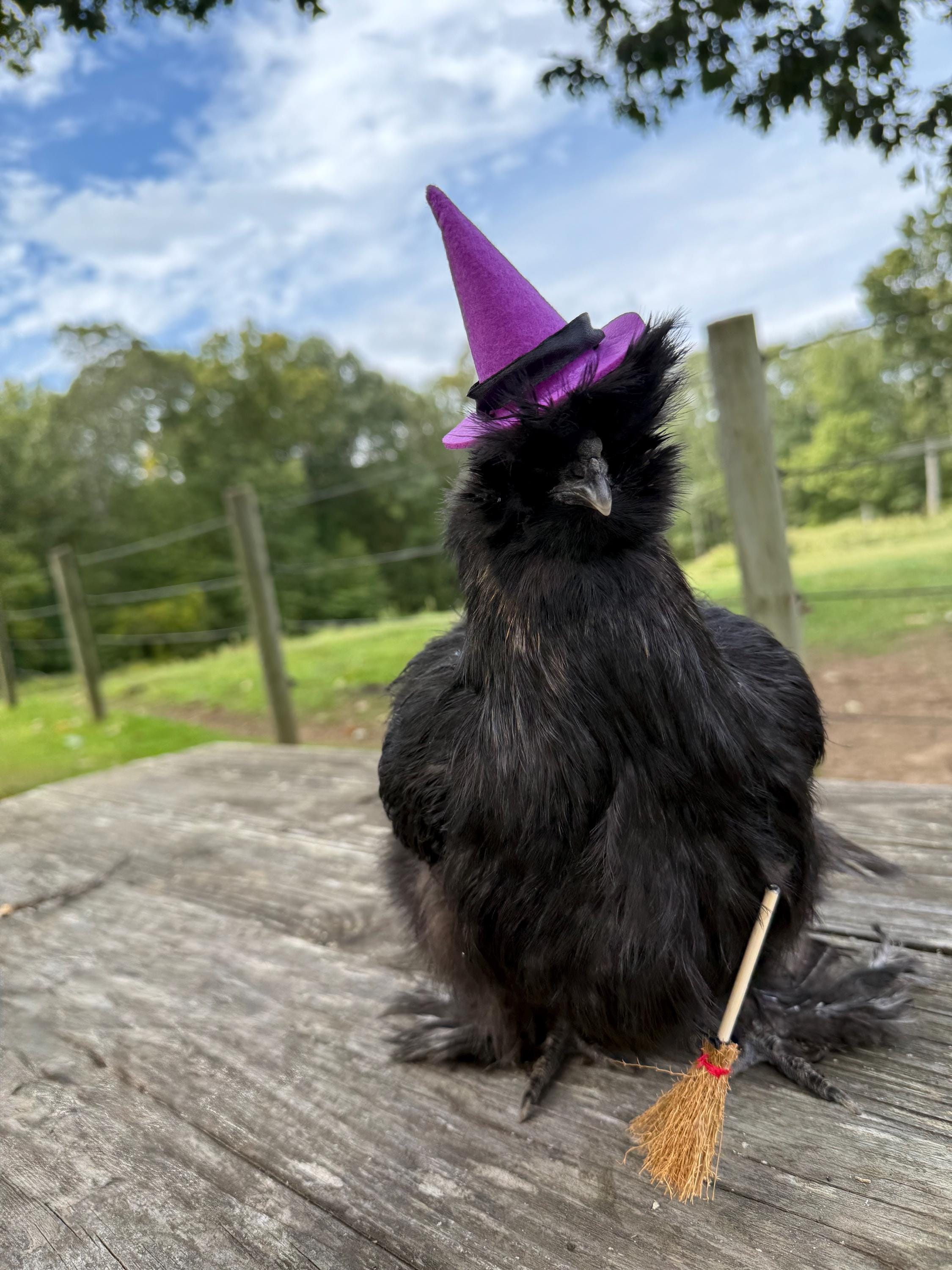 Witch Costume for Chickens & Ducks - Etsy