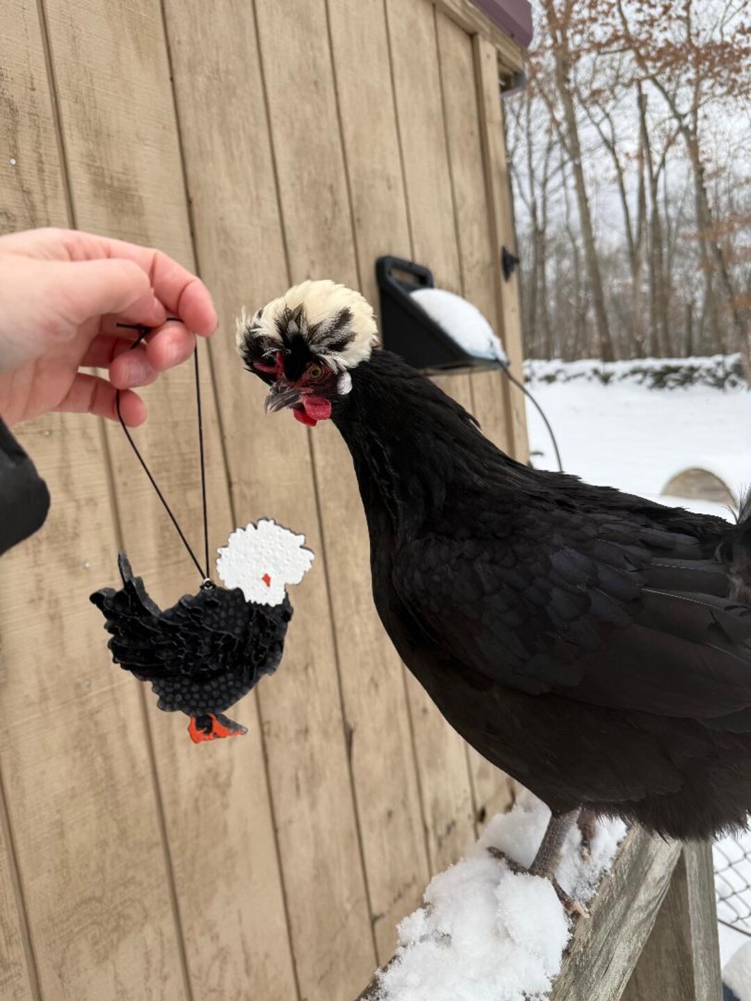 Polish Chicken Freshie - Etsy