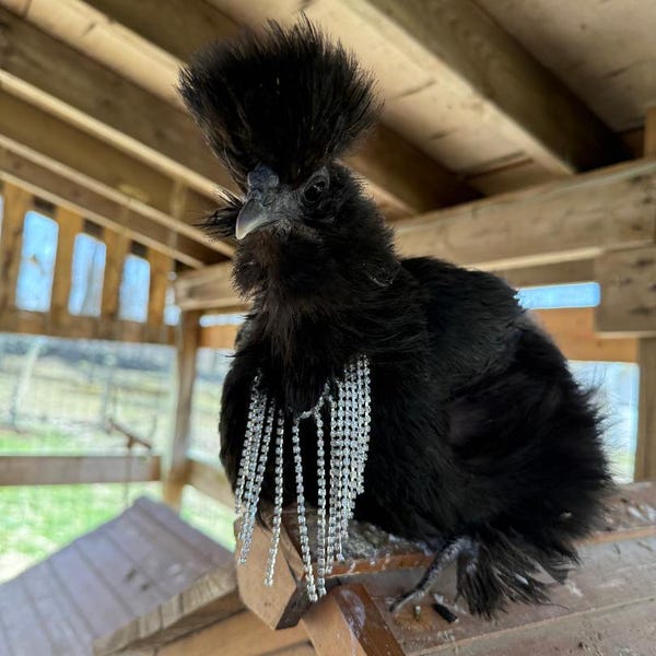 Chicken Necklace - Etsy