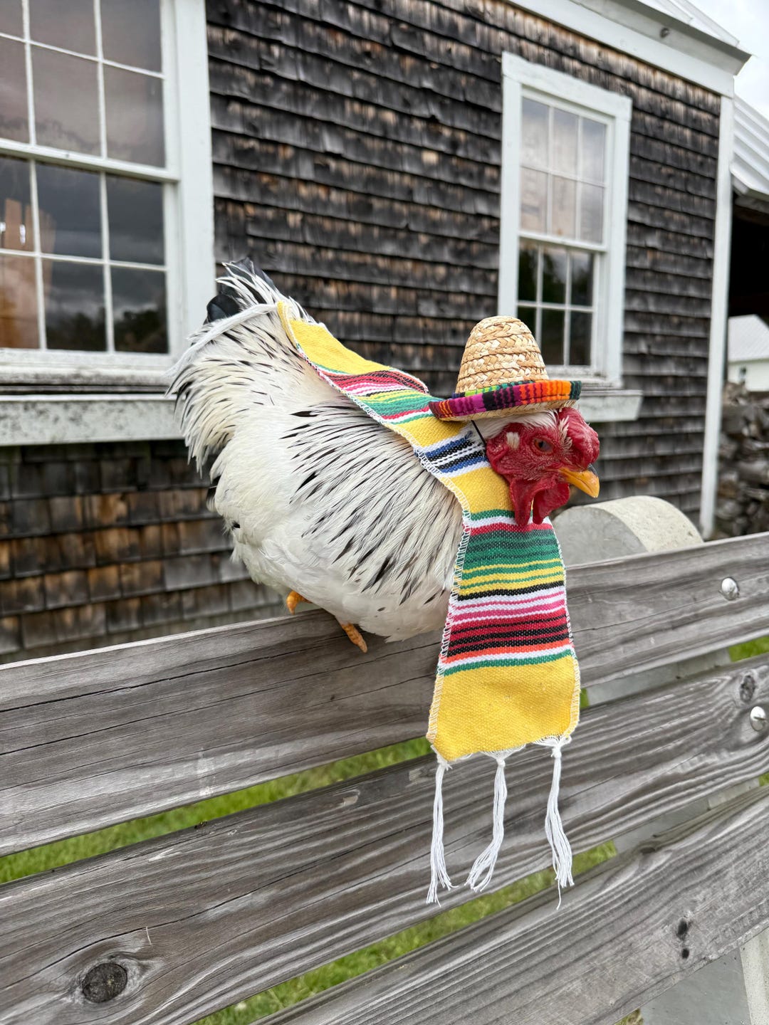 Fiesta Costume for Chickens & Ducks - Etsy