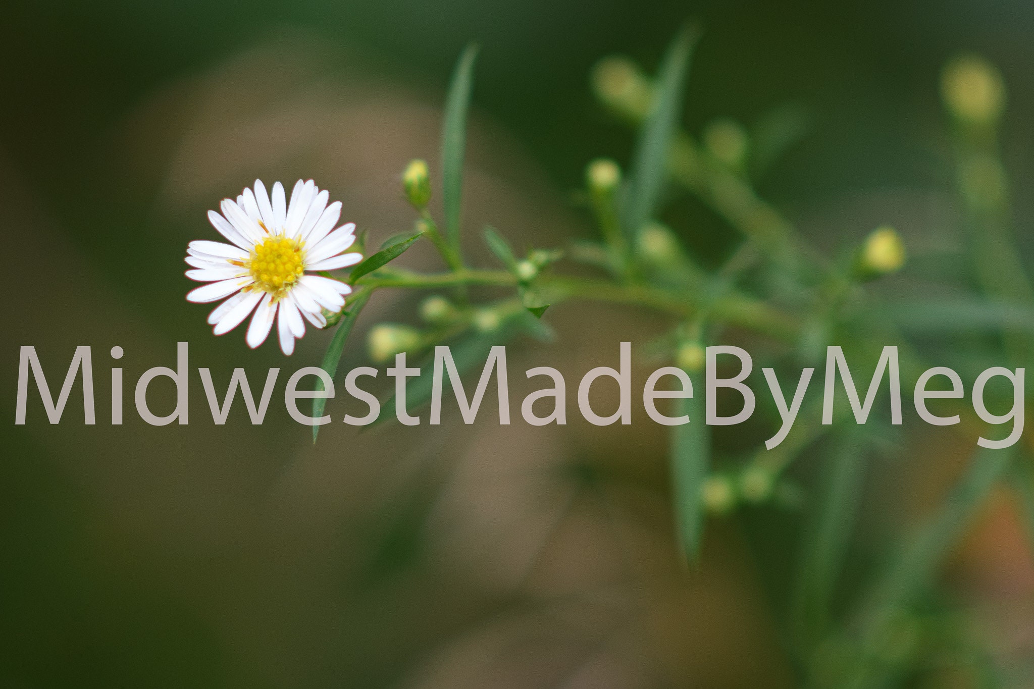 Aster, September Birth Flower, Floral Art, Nature Photography ...