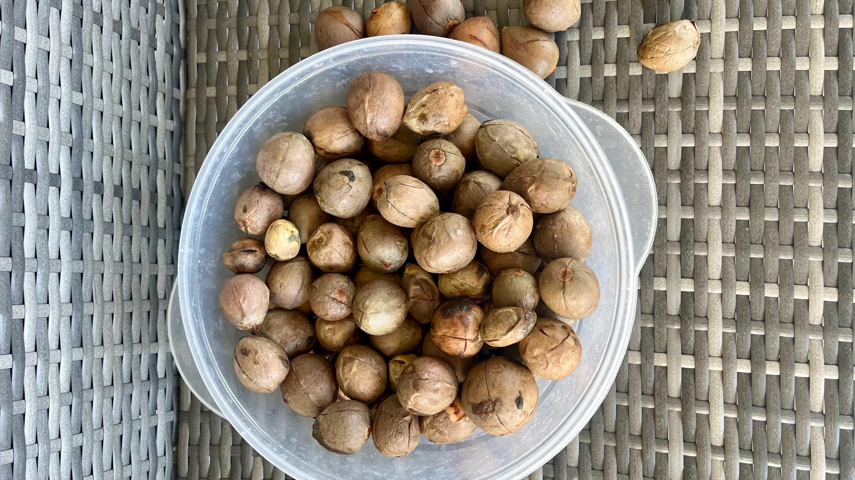 Avocado Tree Seeds （hass）10pc - Etsy