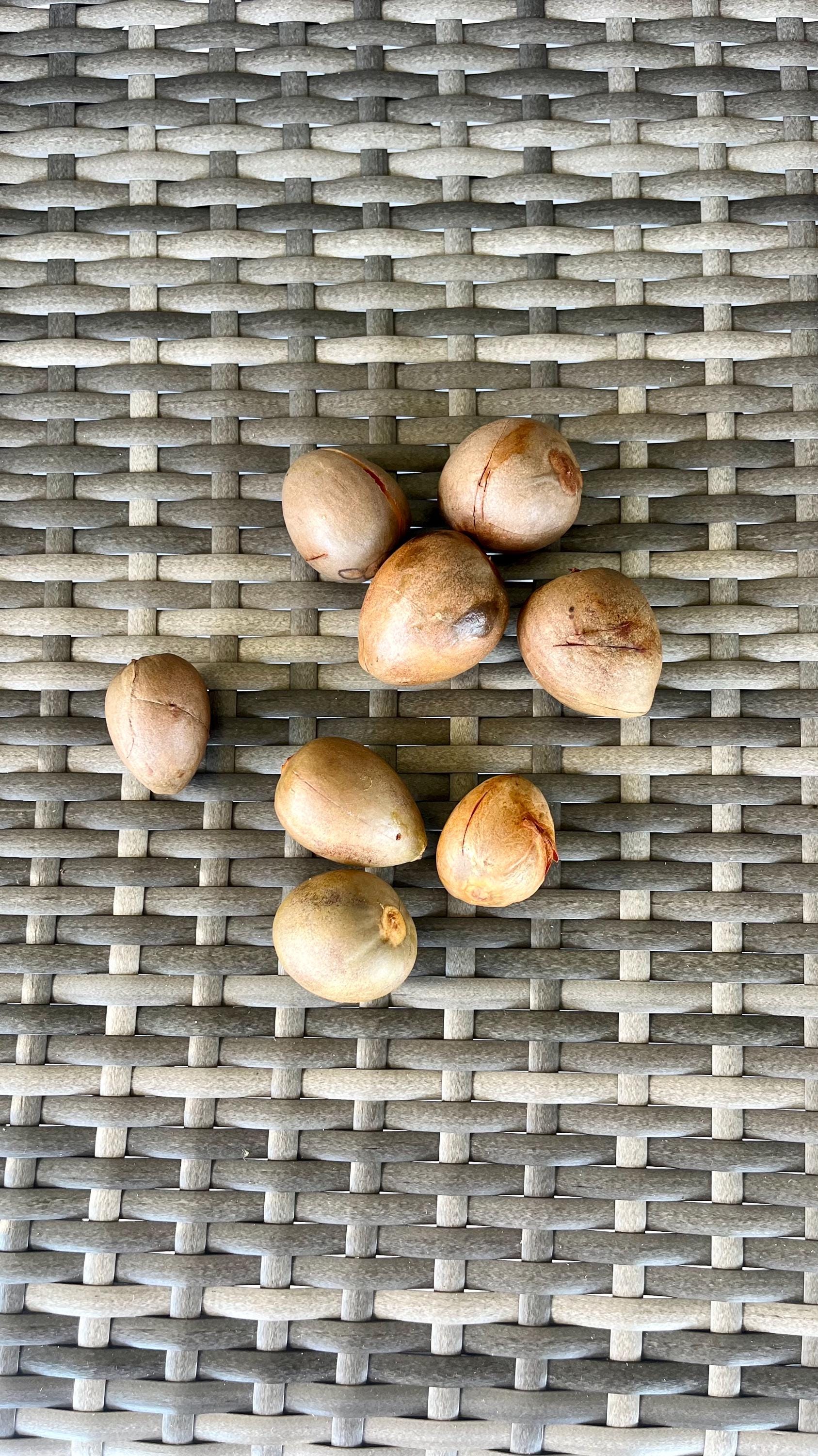 Avocado Tree Seeds （hass）10pc - Etsy