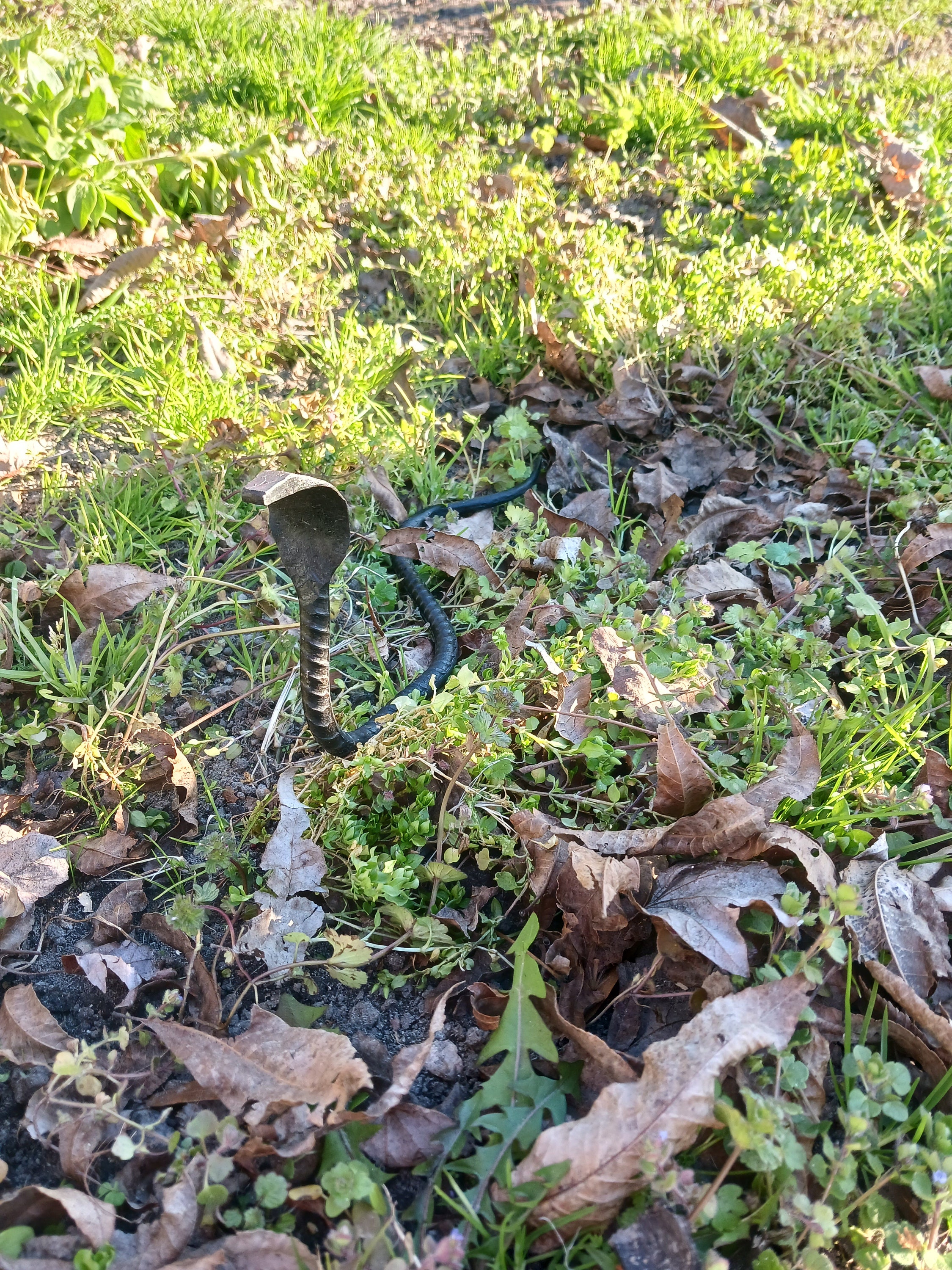 Hand Forged Iron Rebar King Cobra Snake, Blacksmith Made, Steel Snake ...