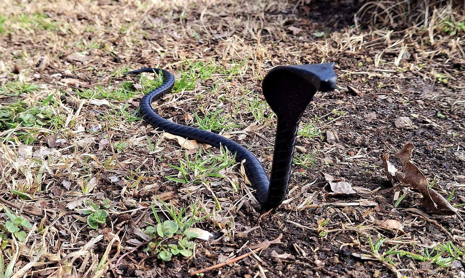 Hand Forged Iron Rebar King Cobra Snake, Blacksmith Made, Steel Snake ...
