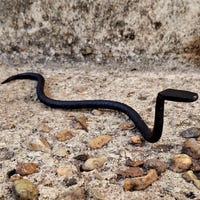 Hand Forged Iron Rebar King Cobra Snake, Blacksmith Made, Steel Snake ...