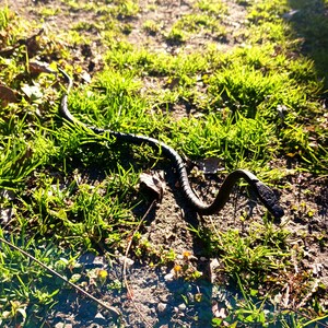 Hand Forged Iron Rebar Snake, Steel Snake Sculpture Decor, Yard Art ...