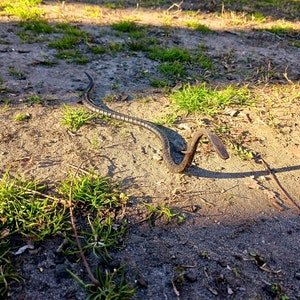 Hand Forged Iron Rebar Snake, Steel Snake Sculpture Decor, Yard Art ...