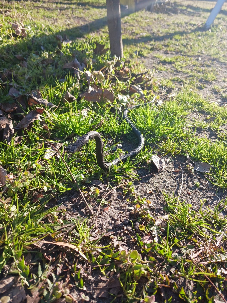 Hand Forged Iron Rebar Snake, Steel Snake Sculpture Decor, Yard Art ...