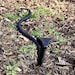 Hand Forged Iron Rebar King Cobra Snake, Blacksmith Made, Steel Snake ...