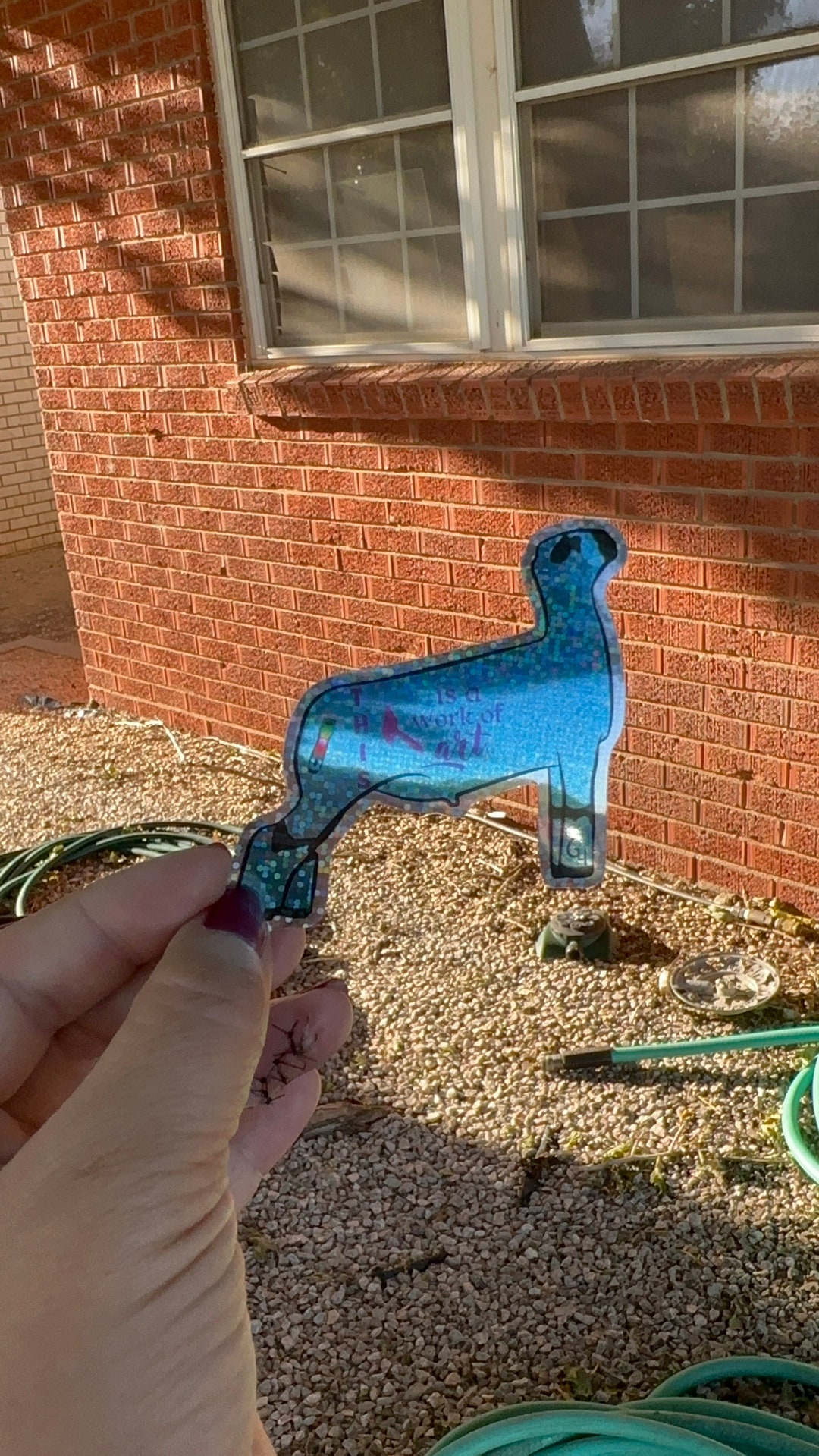 Livestock Sticker Show Box Stock Show Lamb Sticker Show Sheep Livestock ...