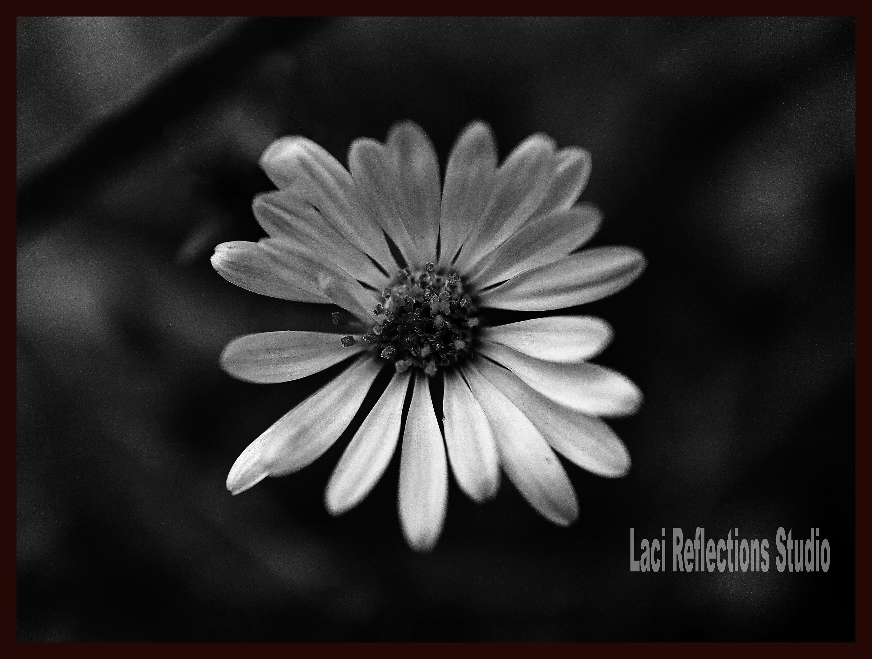 Digital Download, Digital Print, Digital Photo, Print Download, Photo ...