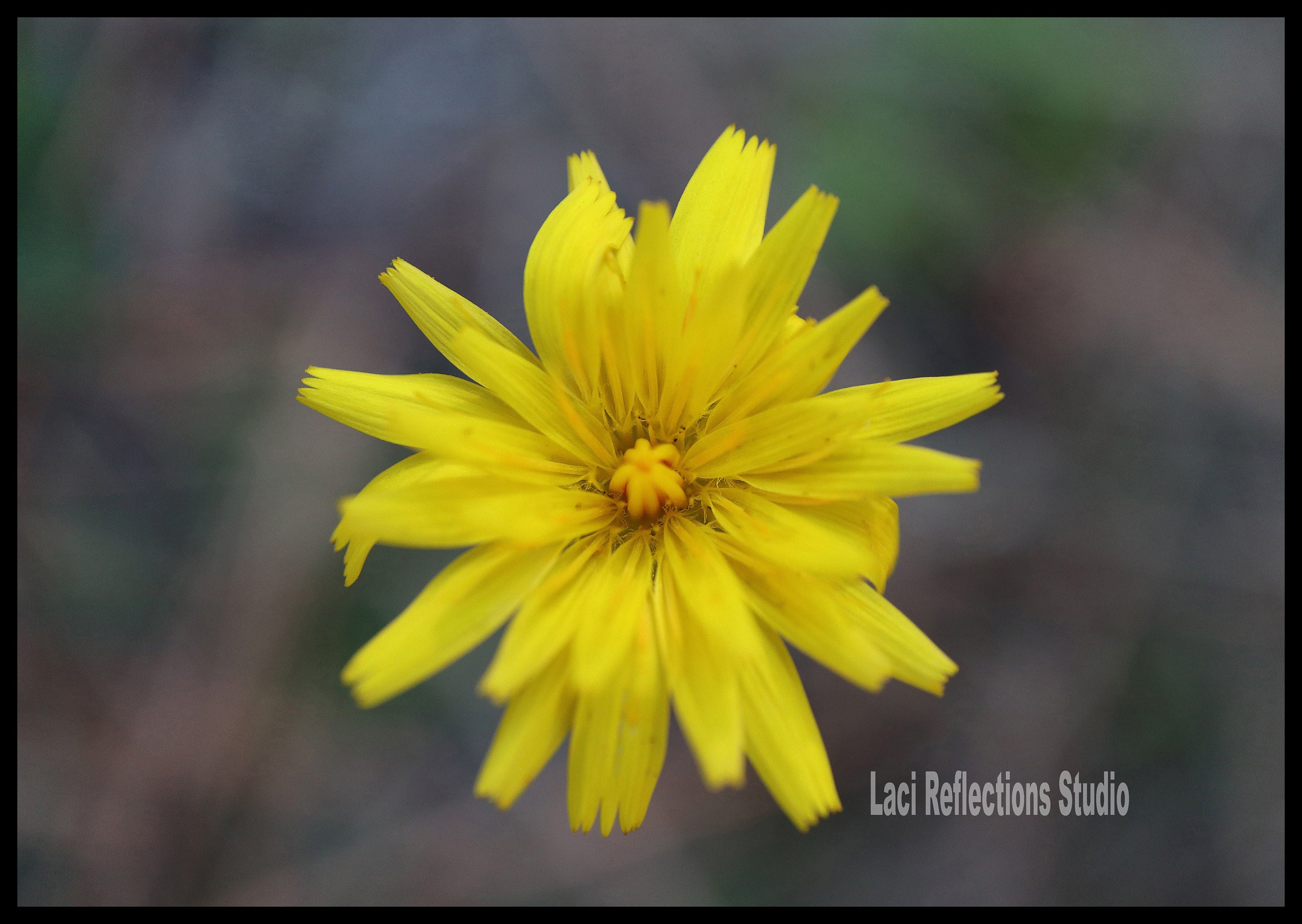 Digital Download, Digital Print, Digital Photo, Flower Print, Flower ...