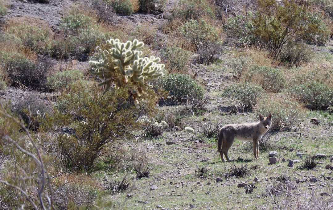 Digital Download, Digital Print, Digital Photo, Wildlife Photography ...