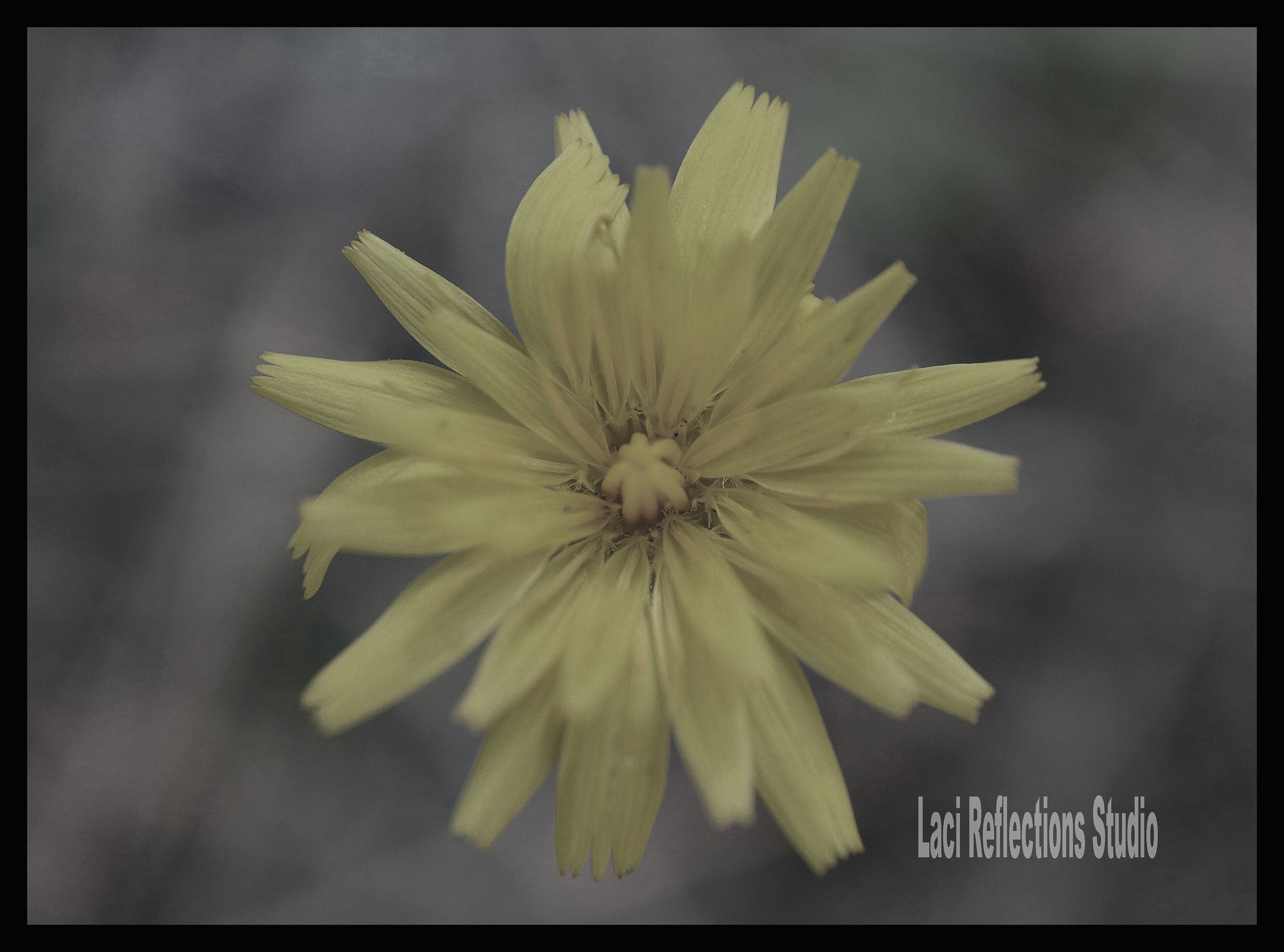 Digital Download, Digital Print, Digital Photo, Flower Print, Flower ...