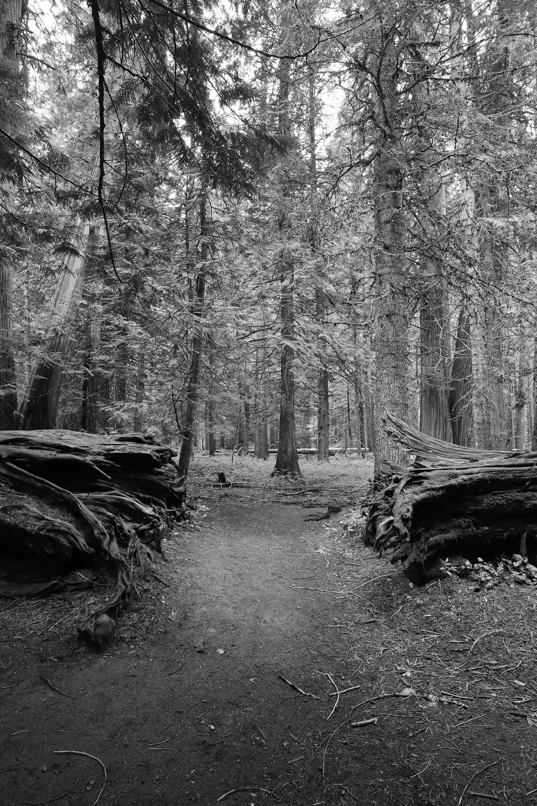 Fallen Cedar Trees Landscape Photo (digital Download) - Etsy