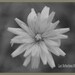 Digital Download, Digital Print, Digital Photo, Flower Print, Flower ...