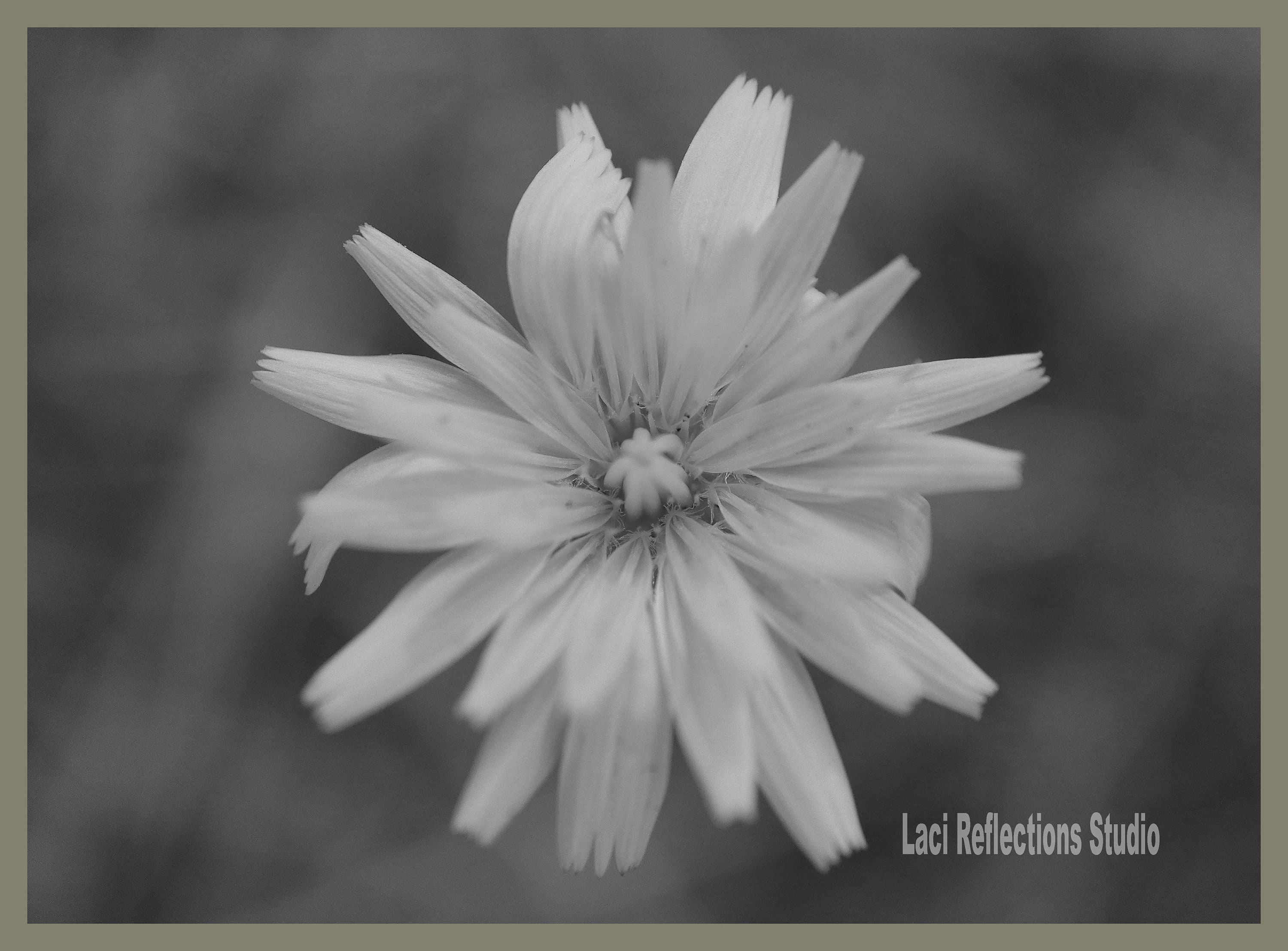 Digital Download, Digital Print, Digital Photo, Flower Print, Flower ...