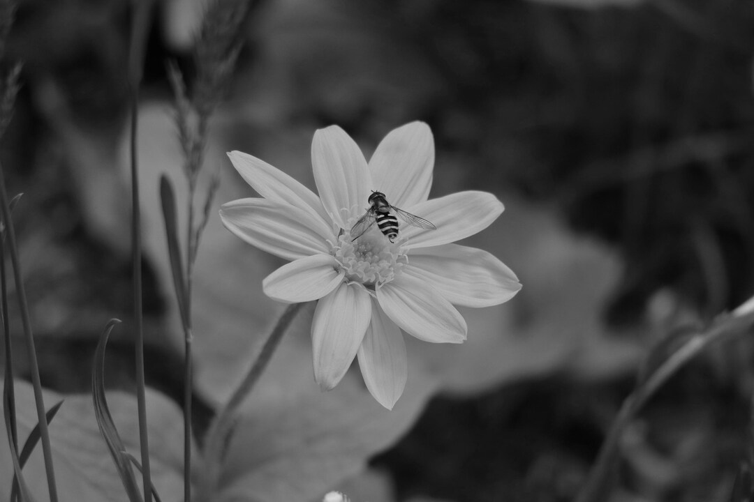 Monochrome Bee on Flower Photo Art (digital Download) - Etsy