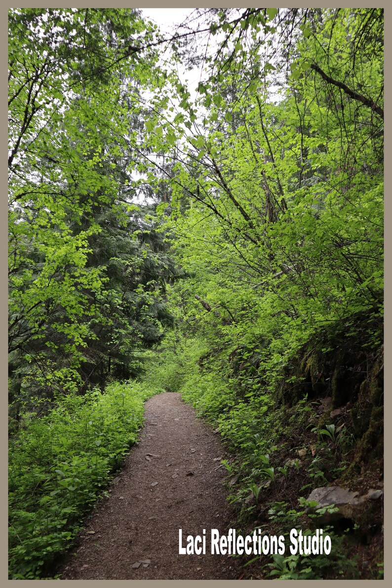 Forest Path Landscape Photo Print (digital Download) - Etsy