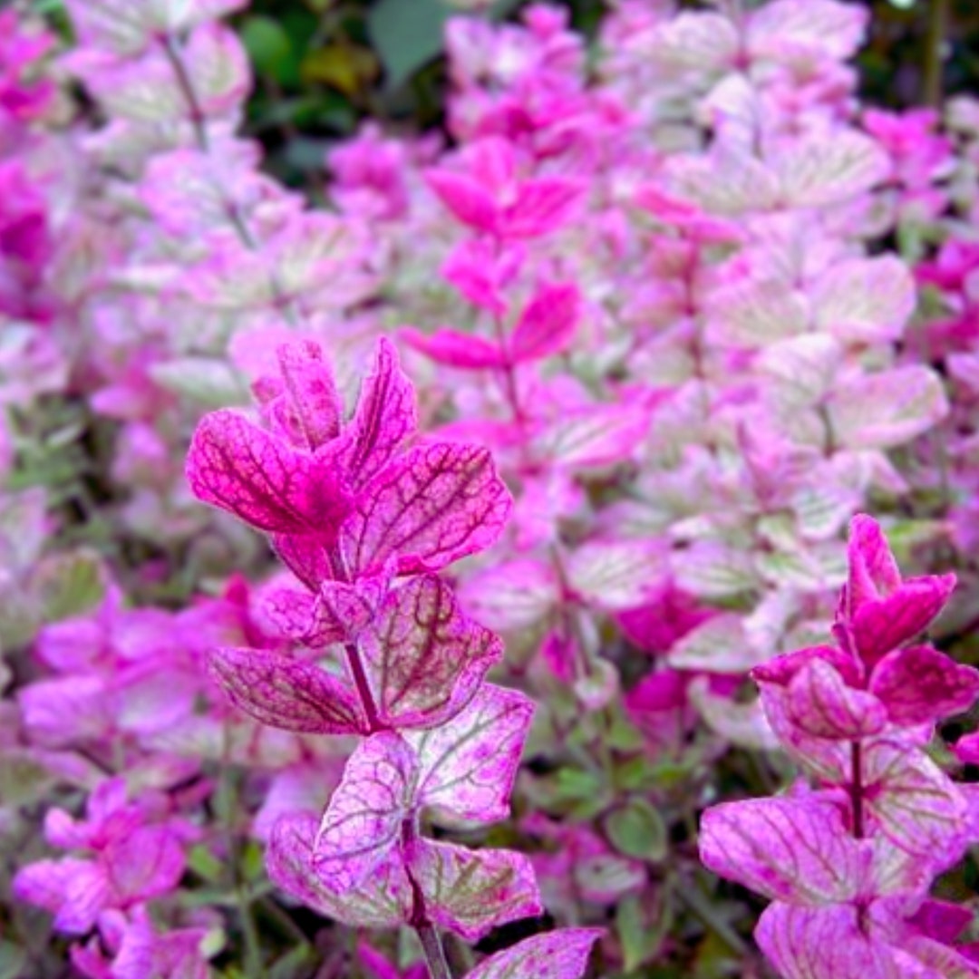 Pink Sundae Clary Sage Seeds: Pollinator-friendly Summer Blooms - Etsy