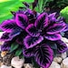 25 Purple Tip Calathea Couture Flower Seeds: Easy Grow, Indoor/outdoor ...