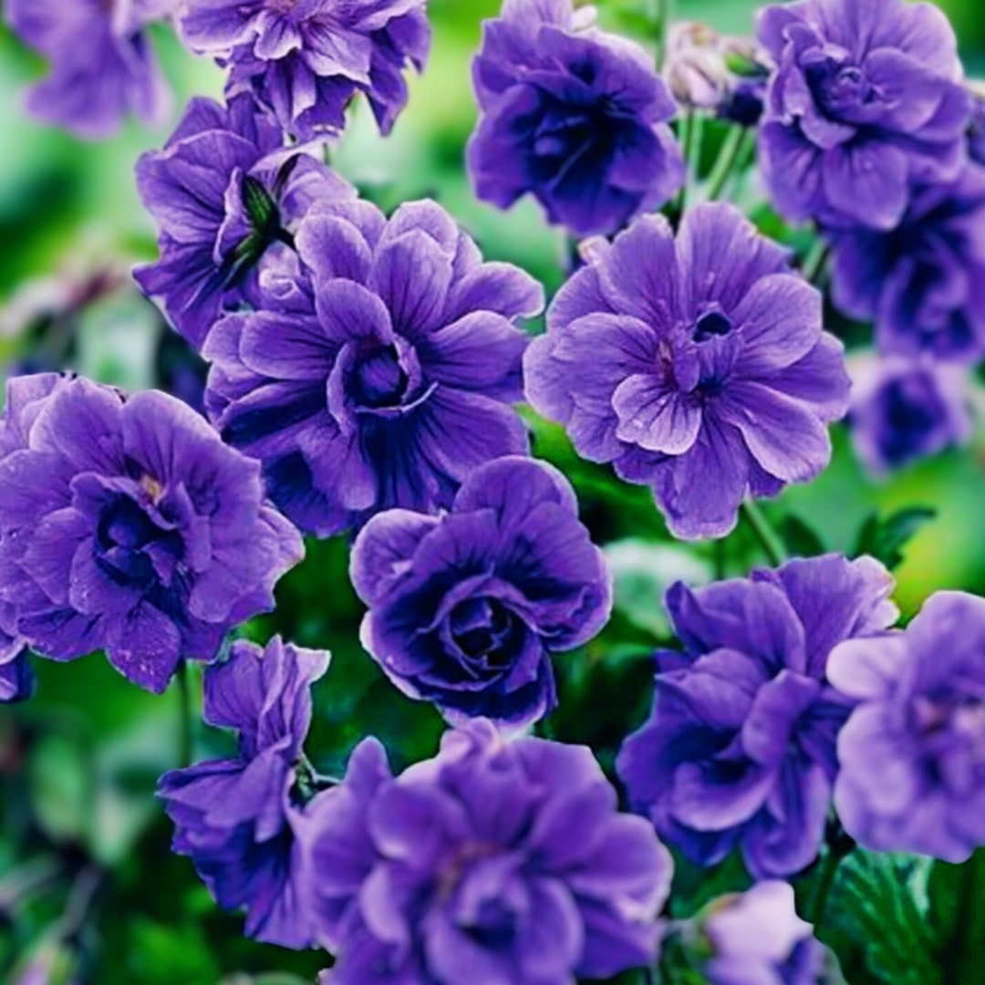 Double Purple Geranium 10 Seeds Flowers Perennial Easy to Grow Garden ...