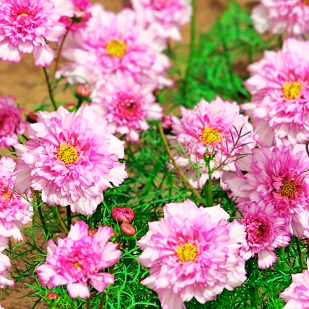 Double Dutch Rose Cosmos Flower 10 Seeds Gardening, Planting, Herliom ...