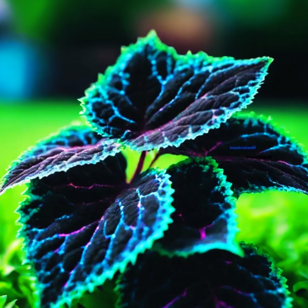 20 Coleus Seeds: Rare Blue Black Green Foliage Plant - Etsy