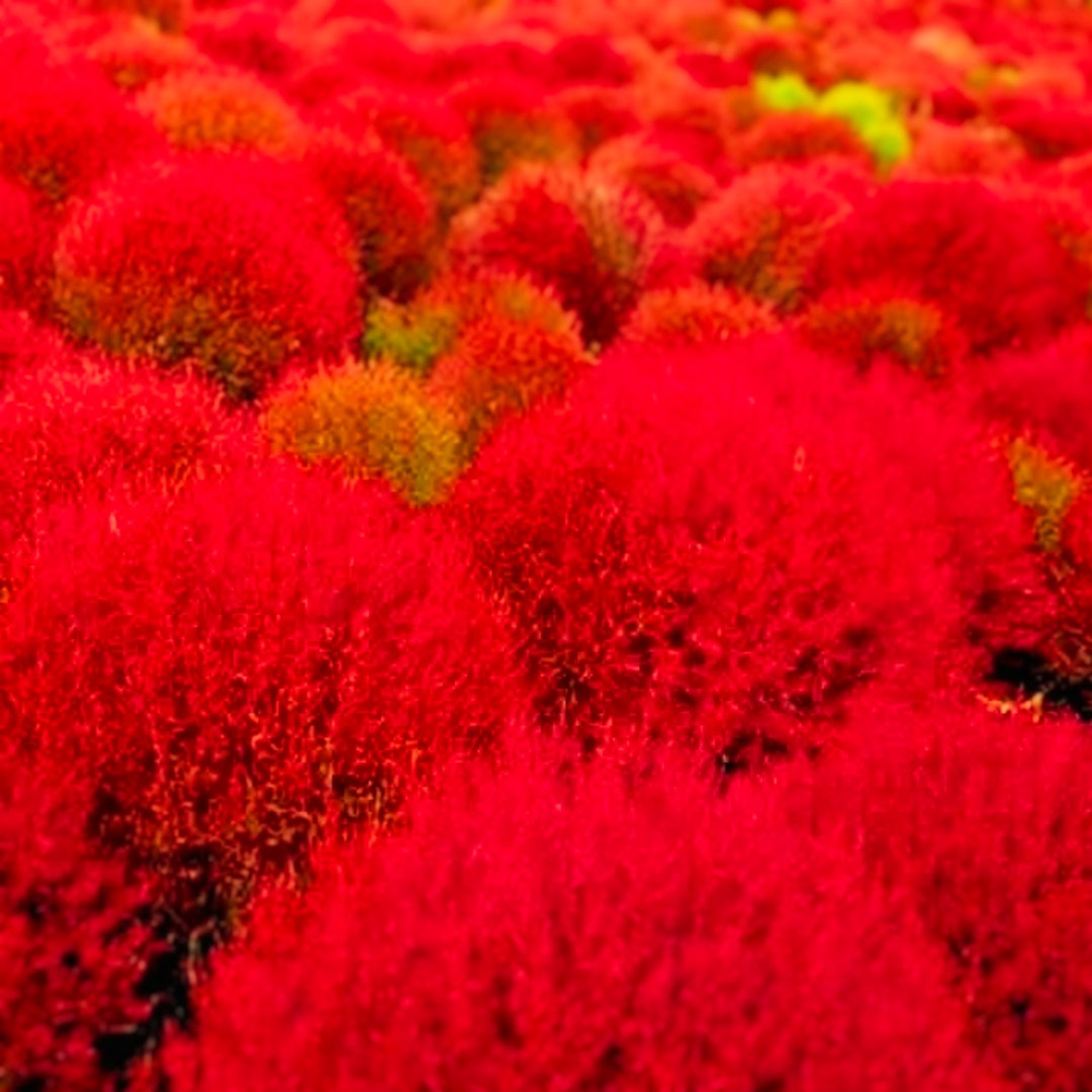 200 Seeds Rare Burning Bush Seeds Cold Hardy Color Grass Ornamental ...
