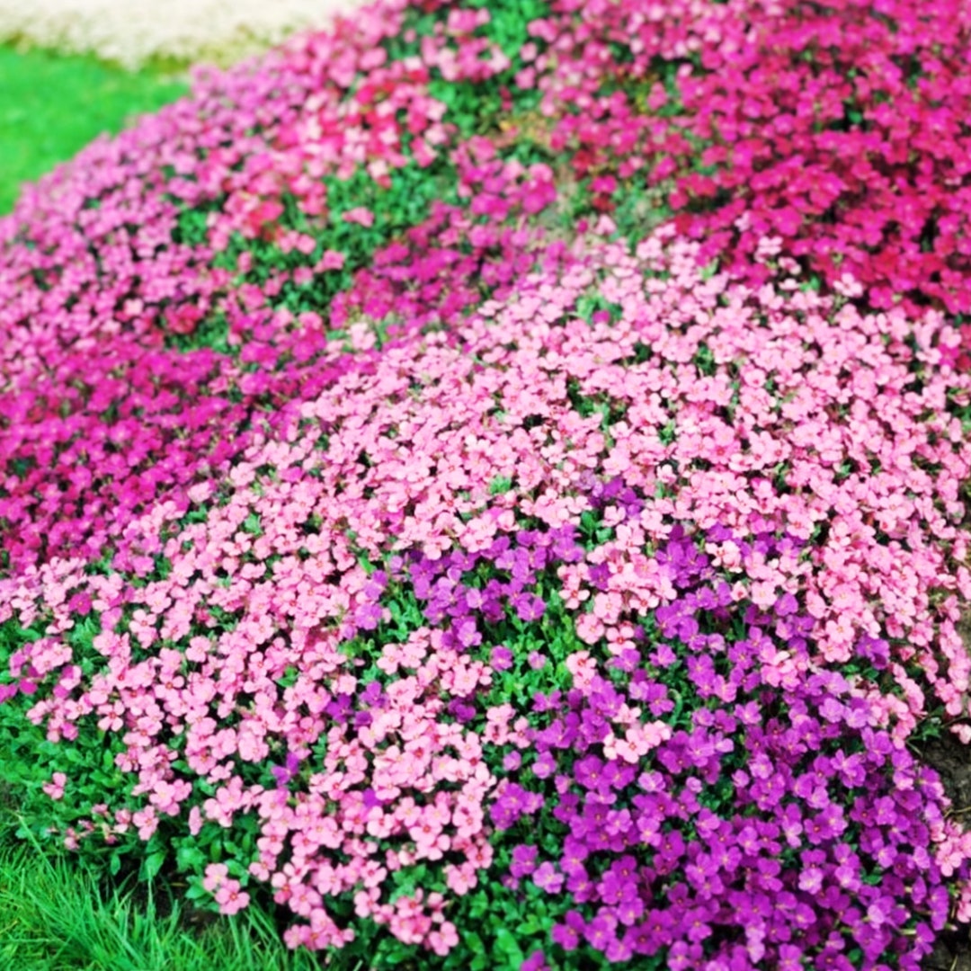 1000 Seeds Rock Cress Royal Hummingbird Spring Mix Ground Cover Deer ...