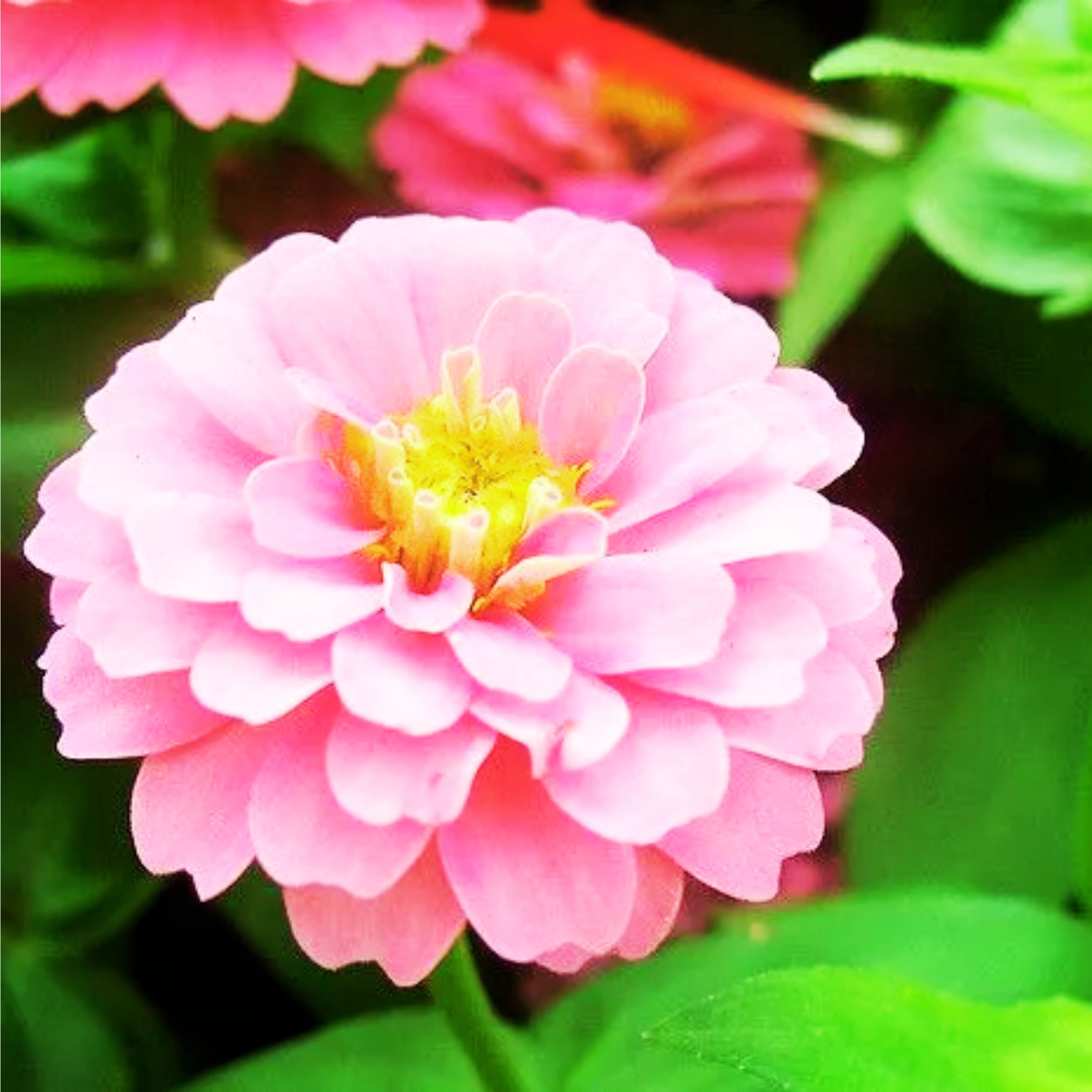 25 Seeds Light Pink Marigold Seeds for Garden Planting Easy to Grow ...