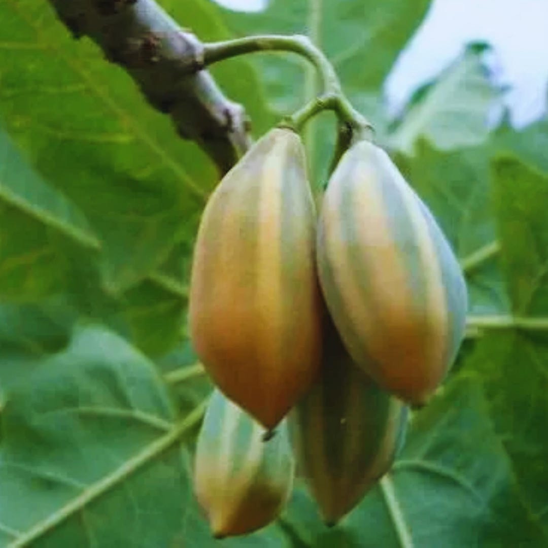 Oak Leaved Papaya Seeds: 25 Heirloom Seeds for USA Gardens - Etsy