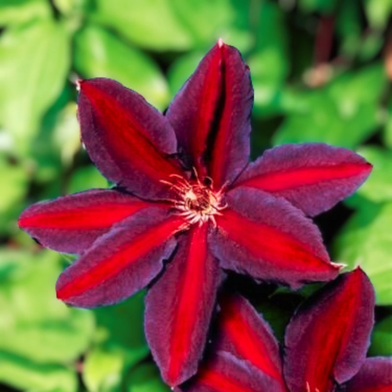 Red Clematis Plant - Etsy
