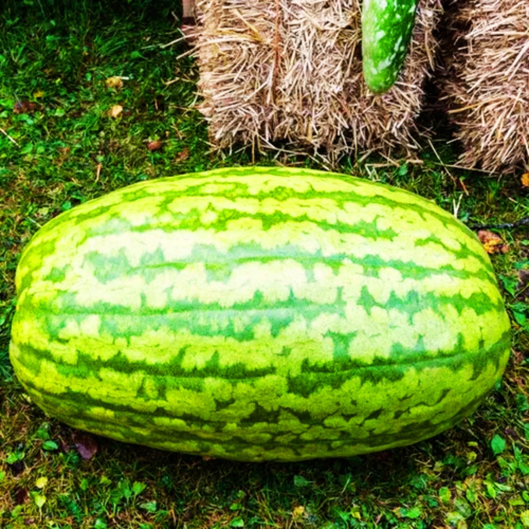 50 Seeds Carolina Cross Watermelon Seeds for Garden Planting Easy to ...